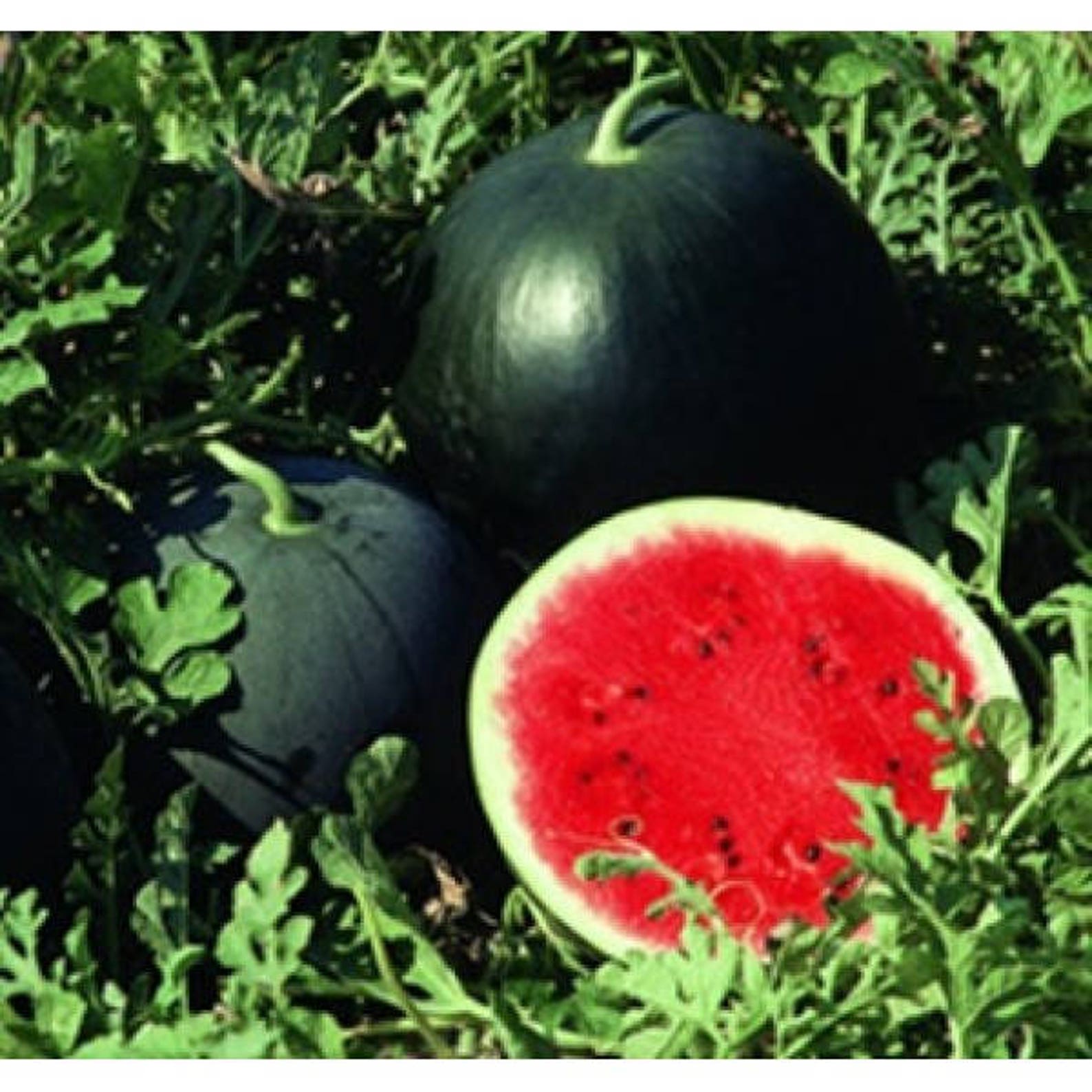 Watermelon Seeds Ukraine Heirloom Berries Fruit Seeds | Etsy