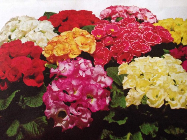 Primula Mix SPRING BOUQUET 1890 - Etsy