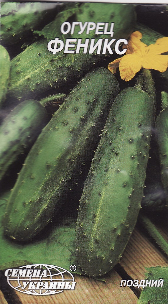 Cucumber Seeds Phoenix - Etsy
