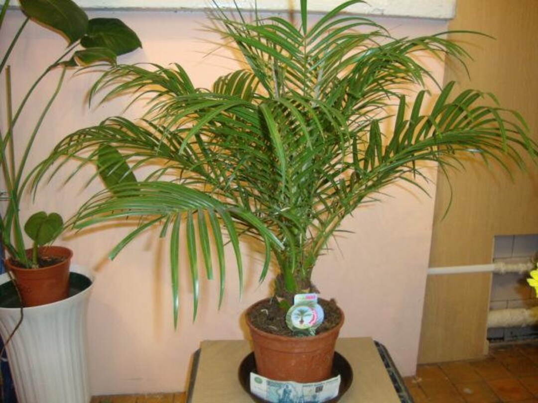 The Date Palm Canary Indoor - Etsy