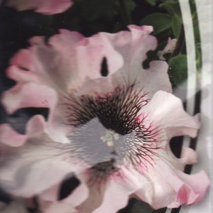 Petunia Alba F1 Flowers Seeds From Ukraine / 1400 - Etsy Canada