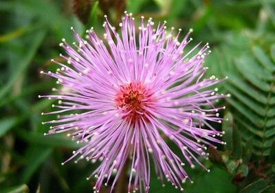 Mimosa pudica indoor Flowers Seeds from Ukraine 1246 | Etsy