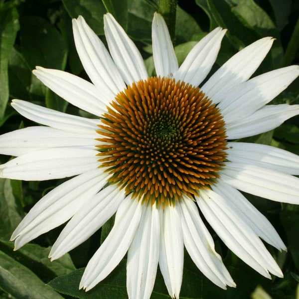 Echinacea - Etsy