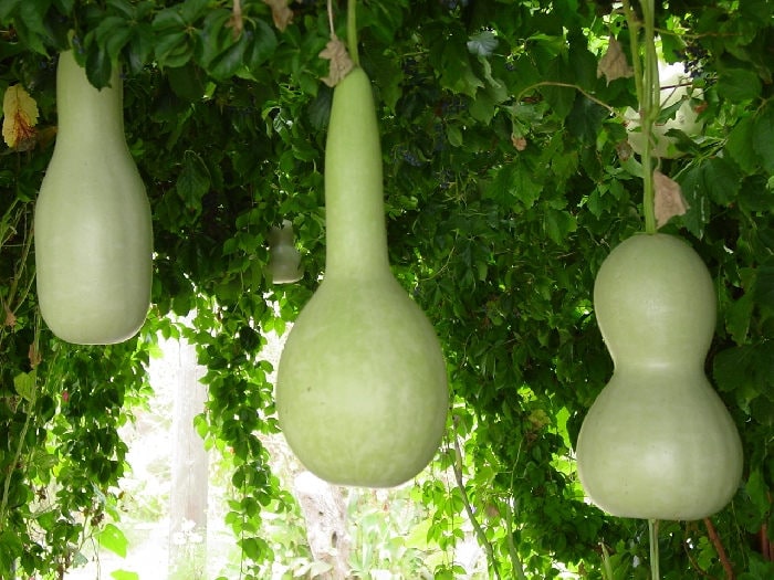Lagenaria Siceraria Bottle Seeds Heirloom Vegetable Seed - Etsy