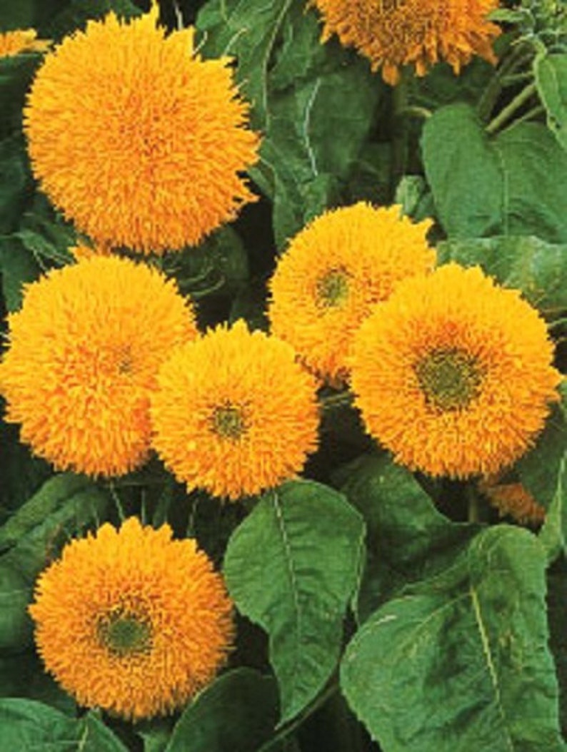 Sunflower terry annuals Flowers Seeds from Ukraine 1446 | Etsy