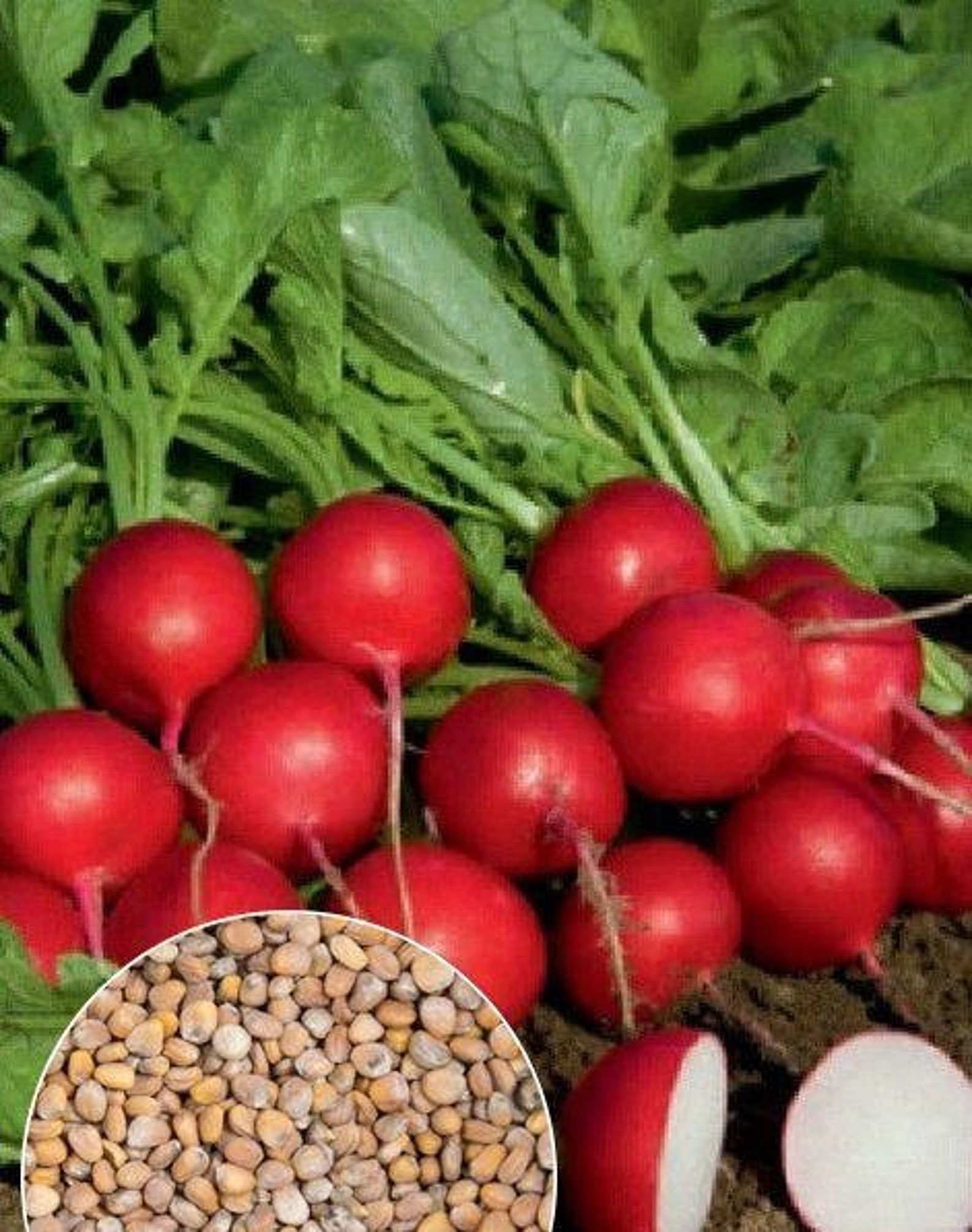 Radish Seed Radish Seeds Snowdrop Ukraine - Etsy