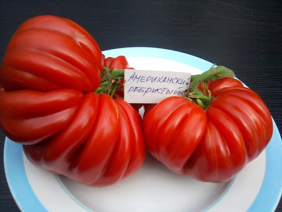 Tomato Seeds Collection American Ribbed Red / 2156 - Etsy
