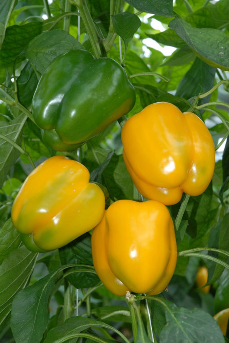 Sweet Pepper Seeds Miracle Yellow Seeds 890 - Etsy