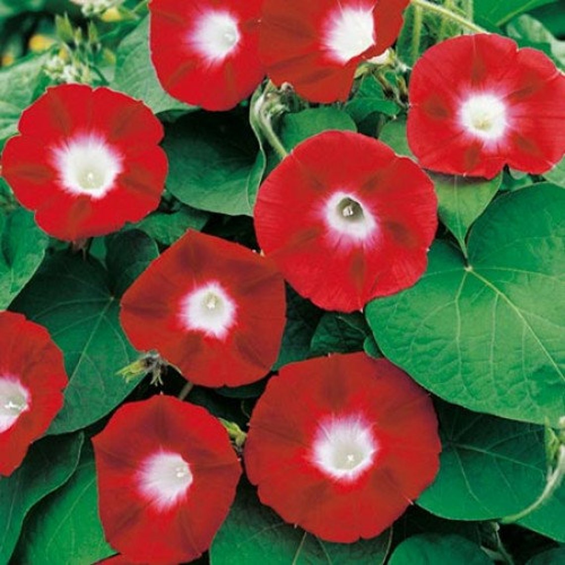 Flower Seeds Morning Glory Red - Etsy Canada