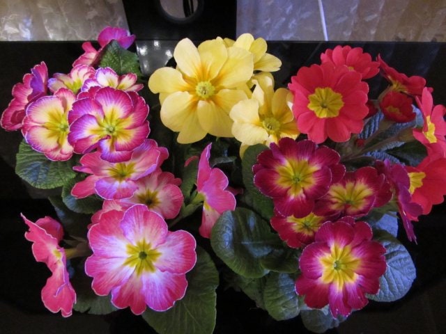 Primula Mix Giant Select Flower Seeds 1774 - Etsy