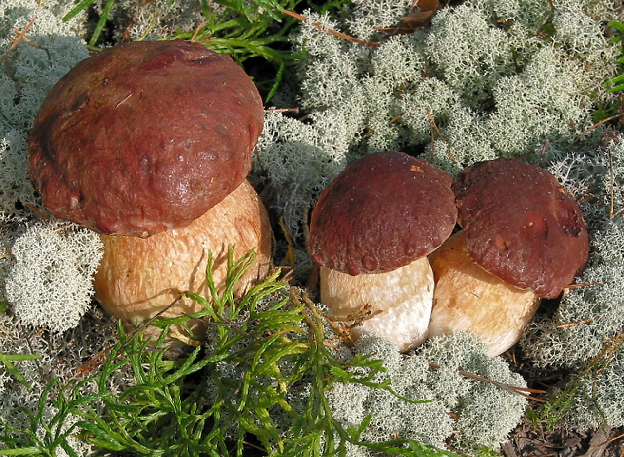 Boletus Pinophilus white Mushroom / Mycelium Spores Spawn - Etsy