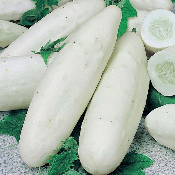 Cucumber Seeds White Angel F1 Organic Vegetable Heirloom Seed - Etsy