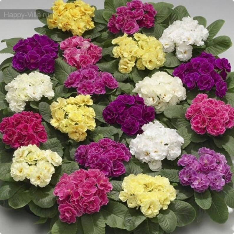 Primula Mix SPRING BOUQUET 1890 - Etsy