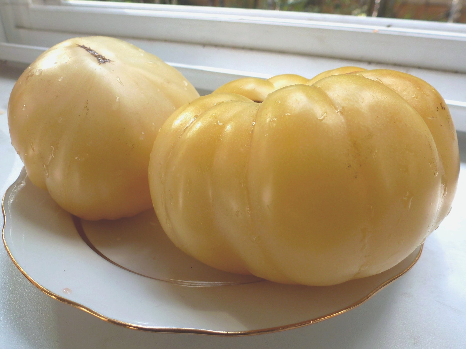 Tomato Seed Tomato Seeds Jason 2110 - Etsy