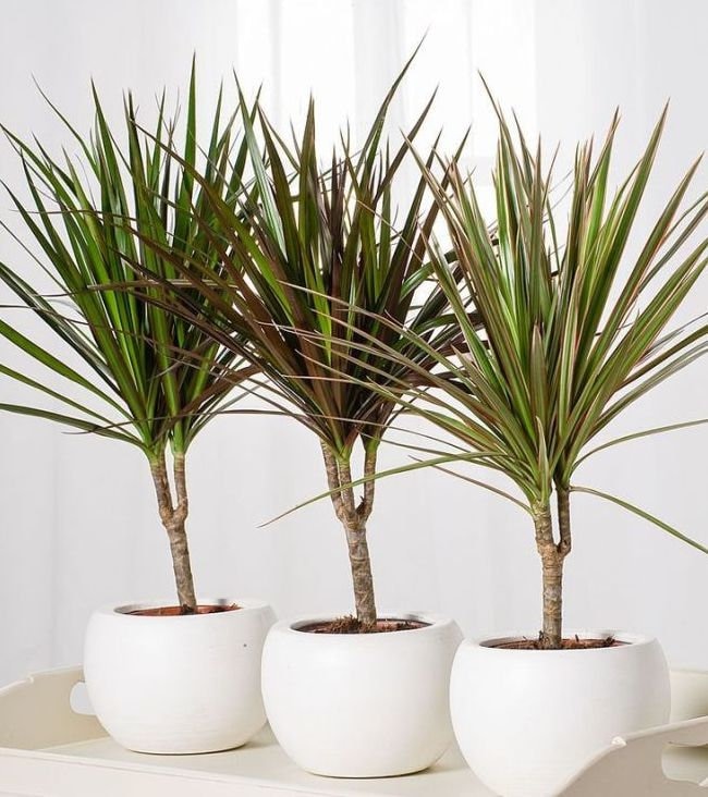 Dracaena draco indoor Flower Seeds from Ukraine | Etsy
