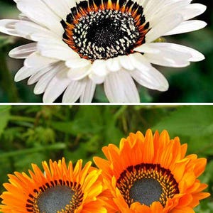 Venidium Terry MIX Flower Seeds From Ukraine1005 - Etsy