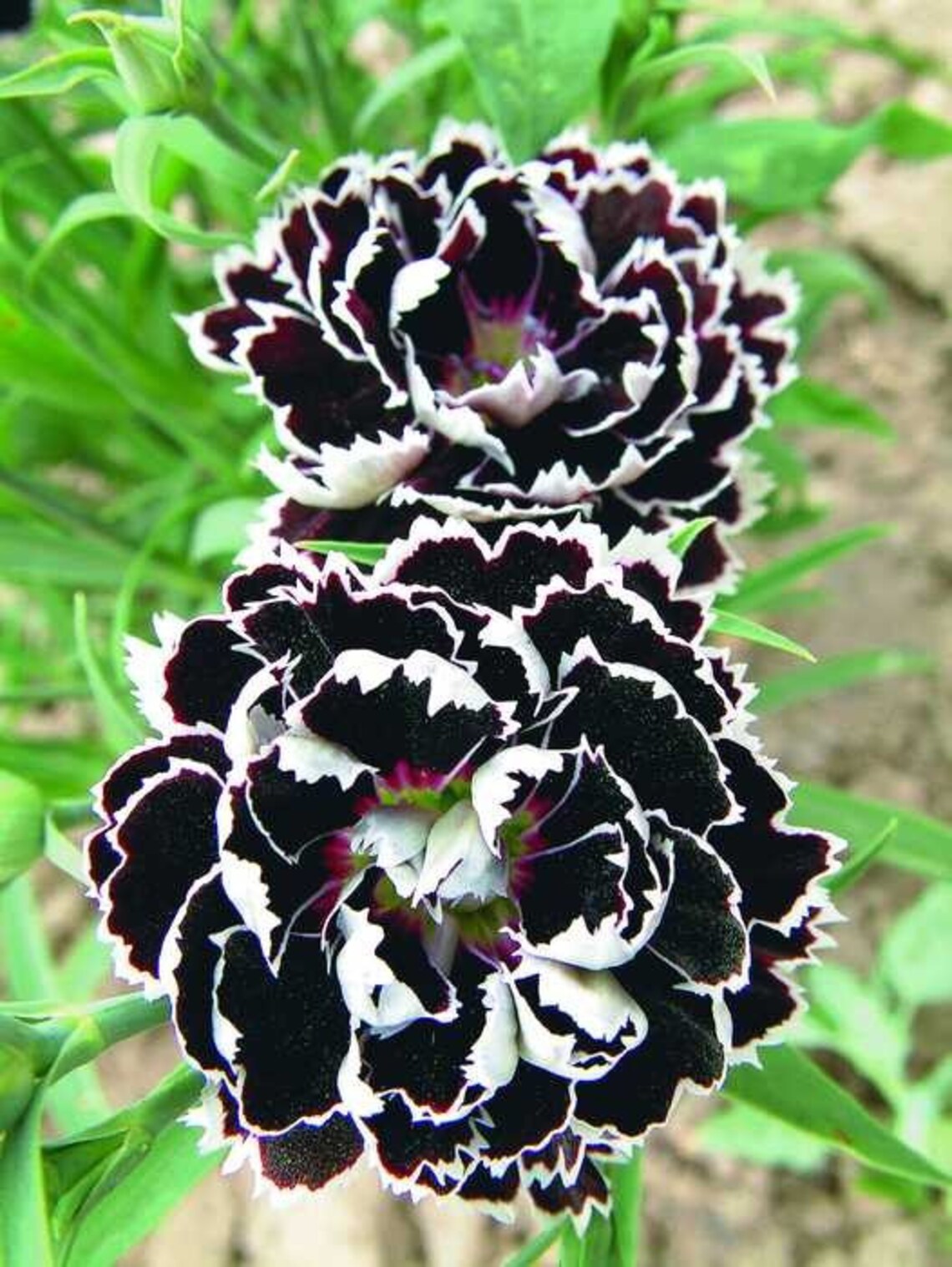 Clove Dianthus Chinese Chianti Flowers Seeds From Ukraine - Etsy