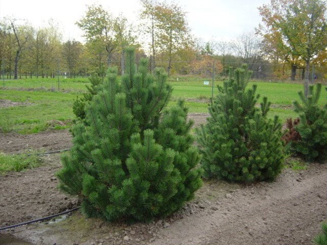 Pinus Mugo V.mughus Tree 20 SEEDS From Ukraine 2084 - Etsy