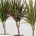 Dracaena Draco Indoor Flower Seeds From Ukraine - Etsy