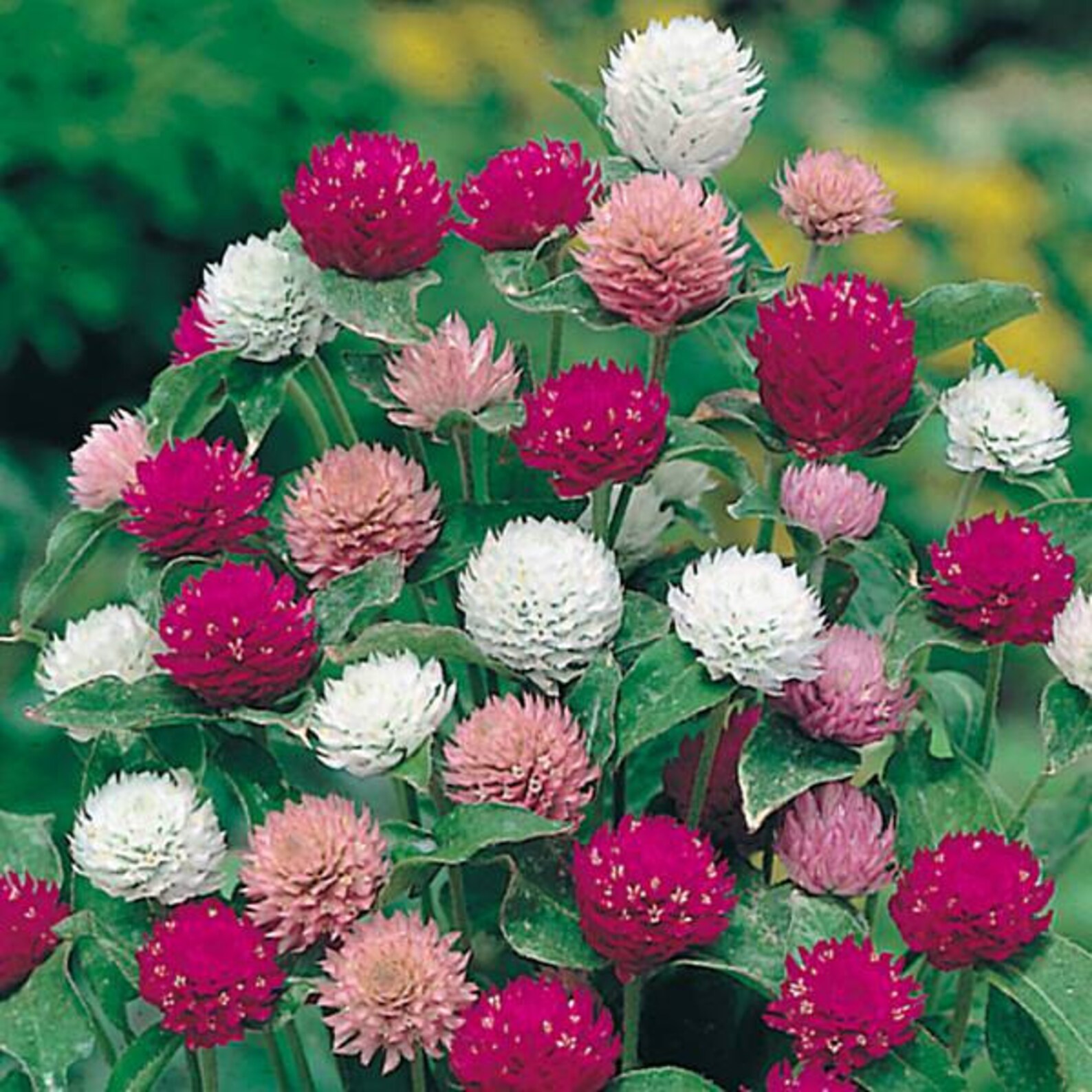 Gomphrena Globosa Mix Flowers Seeds From Ukraine 1039 | Etsy