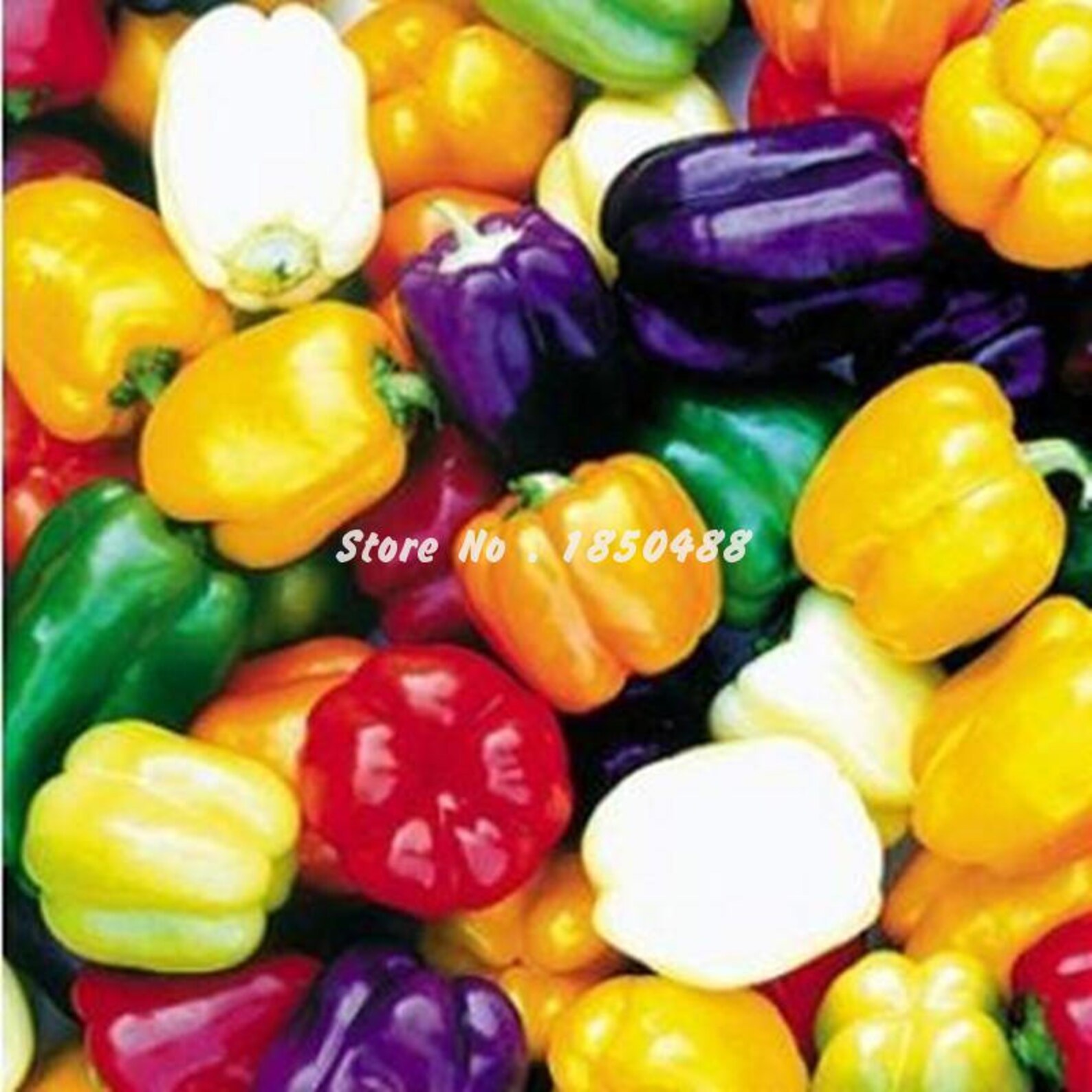 Sweet Pepper Seeds Rainbow Bell Heirloom Vegetable Seeds. 45 | Etsy