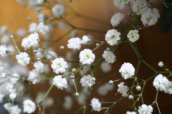 Gypsophila Paniculata