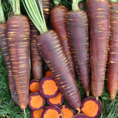 Carrot Rare Seeds Purple Cosmos Ukraine Vegetable Seeds / 1833 | Etsy