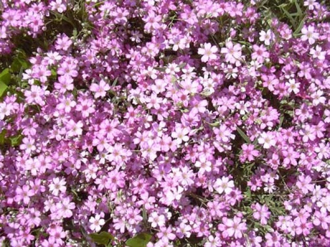 Gypsophila Repens Pink Flower Seeds From Ukraine1036 | Etsy