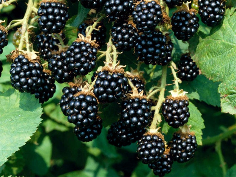 Blackberry Big Black Seeds Berries Seed From Ukraine/ 50 Seeds - Etsy ...