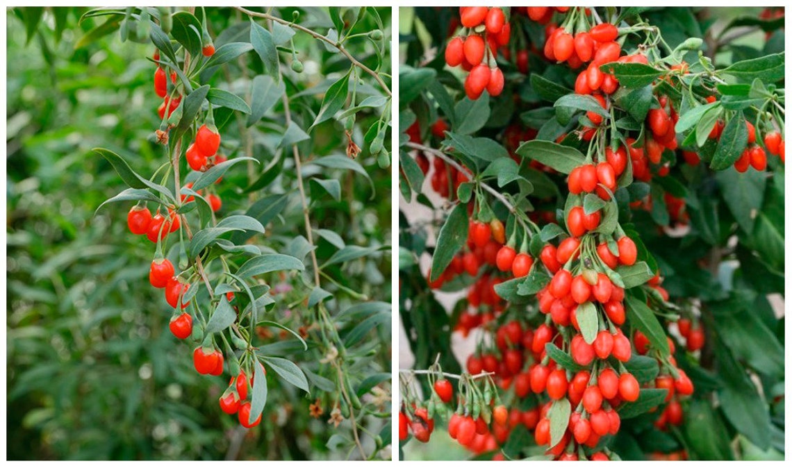 Goji Shrub Berries Seeds From Ukraine | Etsy