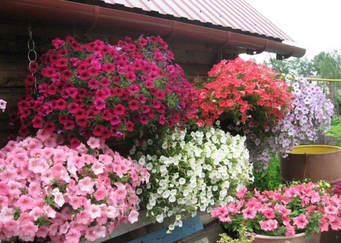 Petunia Cascade F1 MIX Flower Seeds 392 - Etsy