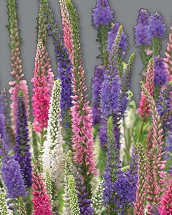 Flower Seeds Veronica Spicata Mix perennials from Ukraine | Etsy