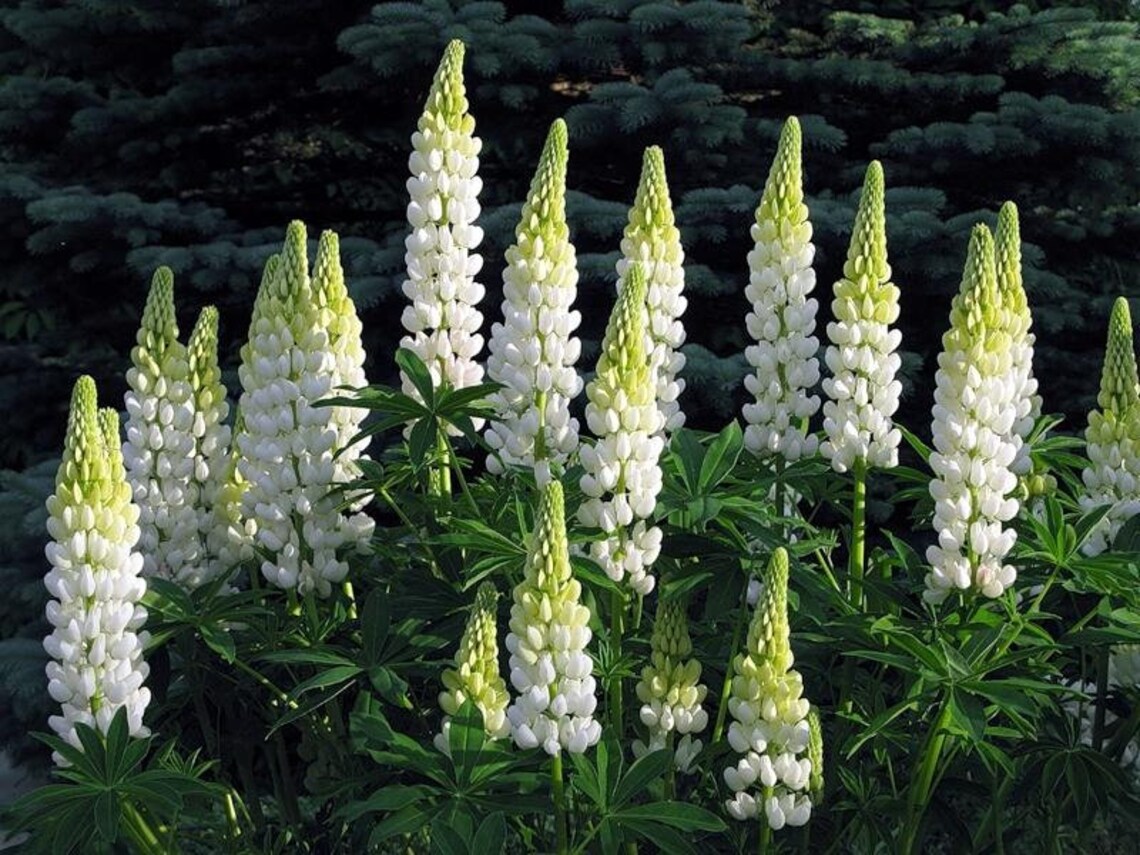 Lupine White Flame Flower Seeds - Etsy