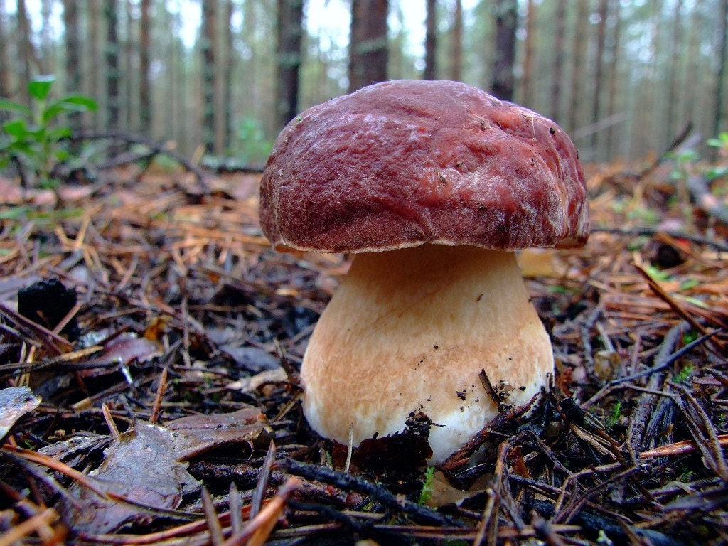 Boletus Pinophilus white Mushroom / Mycelium Spores Spawn - Etsy