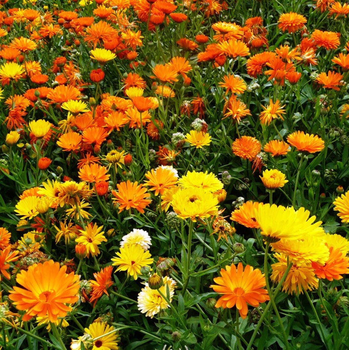 Calendula Officinalis Mix Flower Seeds From Ukraine1121 | Etsy