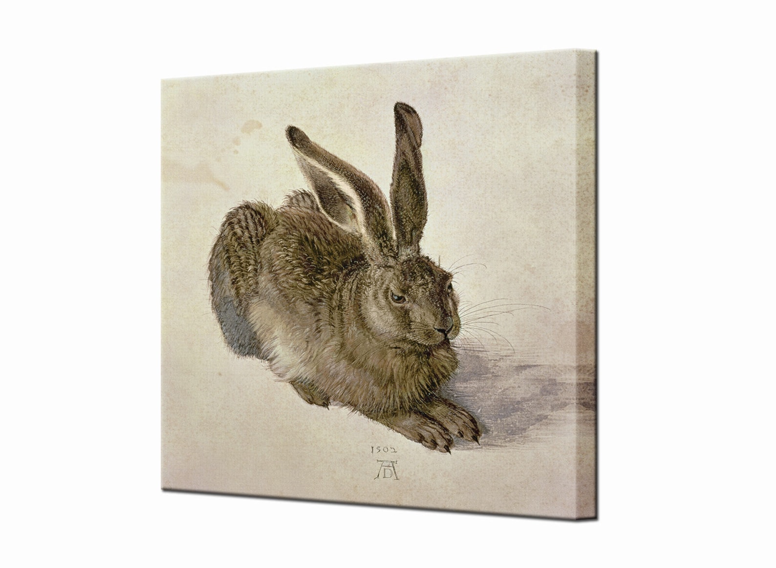 The Young Hare Albrecht Durer Ready to Hang Canvas Wall Art | Etsy UK