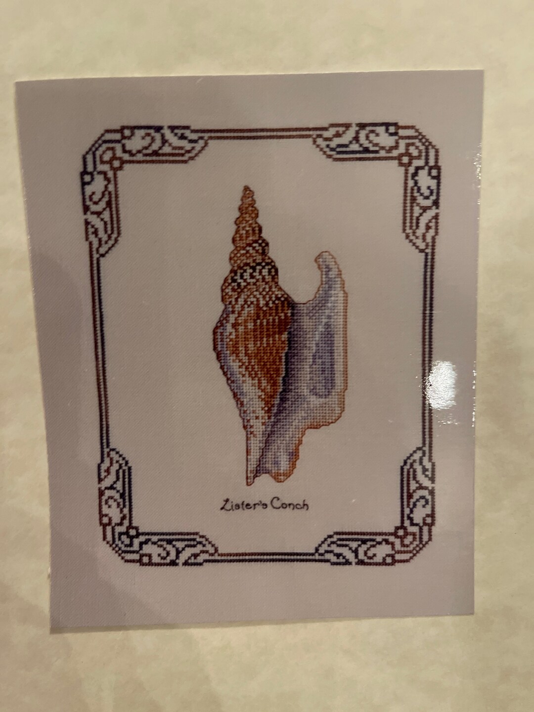 Pangaea - Phoebe’s Delicate Seaside Confections - Lister's Conch ...