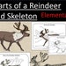 Parts of a Reindeer Winter Study Curriculum Anatomy Kindergarten - Etsy