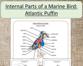Internal Parts of a Crustaceans: Lobster Elementary Level Montessori ...