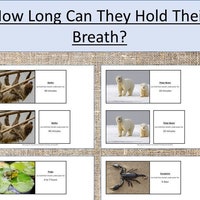 Life Cycle of a Pine Tree Evergreen Coniferous Montessori Science ...