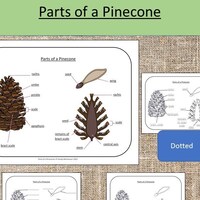 Parts of a Pinecone Science Botany Montessori Preschool Homeschooling ...