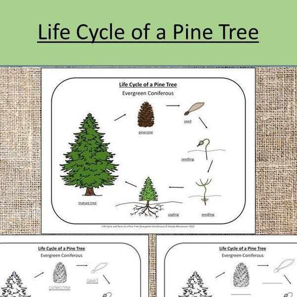 Internal Parts of a Bird Elementary Montessori Zoology Science Bird ...