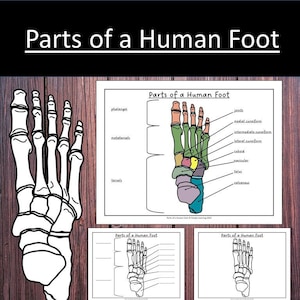 Parts of a Human Foot Anatomy Bones Work Science - Etsy