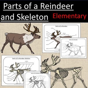 Parts of a Reindeer and Skeleton Winter Study Curriculum Elementary - Etsy