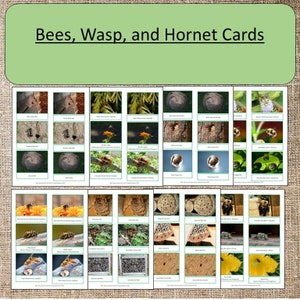 Bee, Wasp, and Hornet Picture Cards Montessori Homeschooling Preschool ...