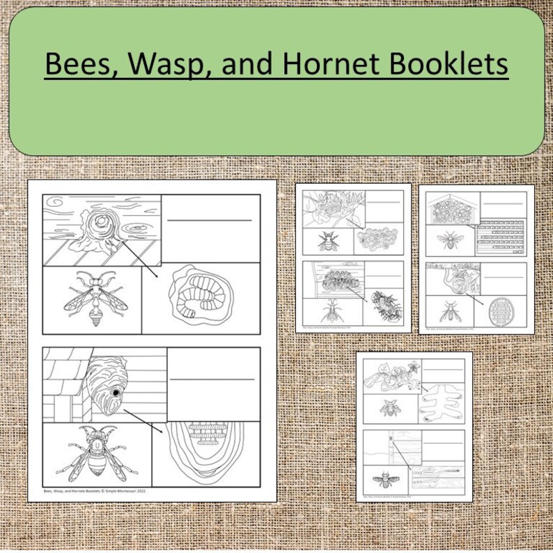 Bee, Wasp, and Hornet Habitat Booklets Montessori Homeschool Preschool ...