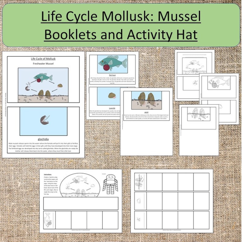 Mollusk: Freshwater Mussel Elementary - Etsy