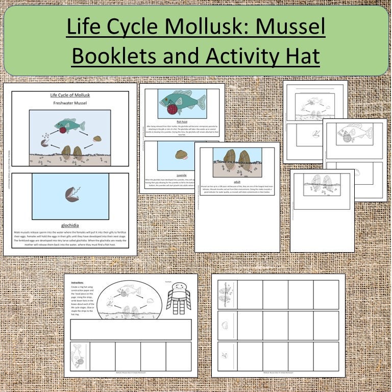 Mollusk: Freshwater Mussel Elementary - Etsy