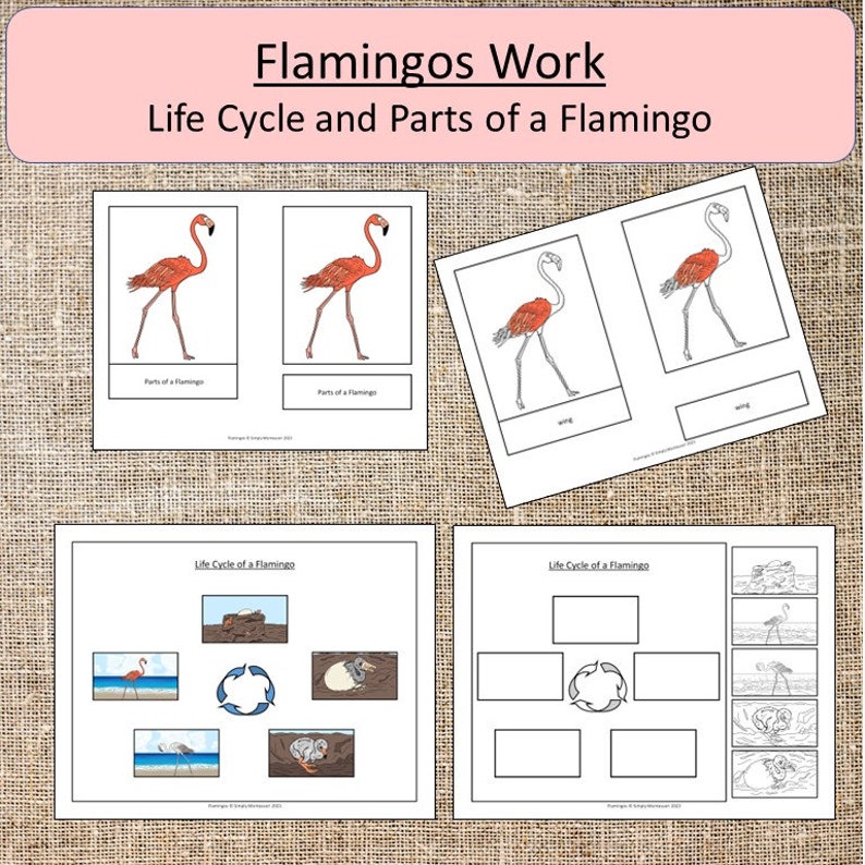 Flamingo Study Montessori Bird - Etsy