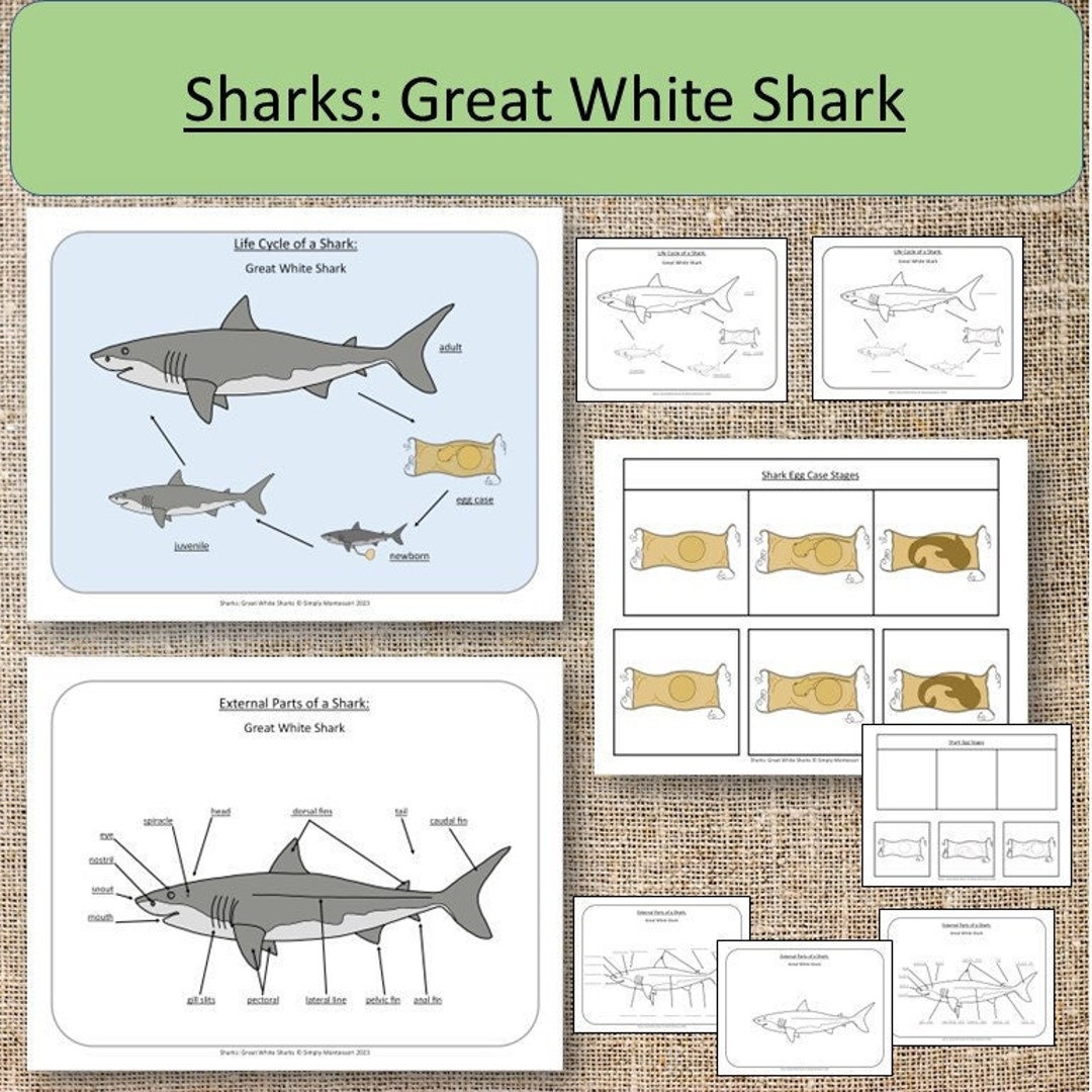 Shark: Great White Shark Ocean Study Montessori Life Cycle & Parts - Etsy